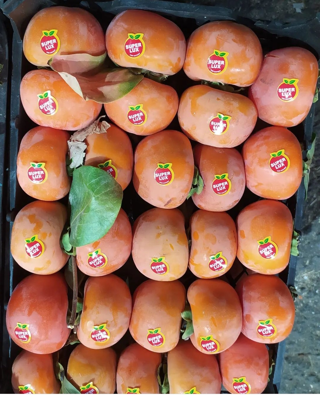 لیبل میوه خرمالو | برچسب سوپرلوکس خرمالو Khormaloo صادراتی